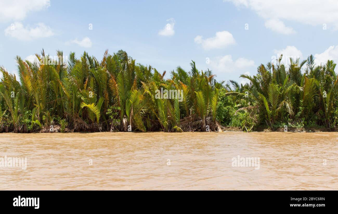 Palm trees in the Mekong delta Stock Photo - Alamy