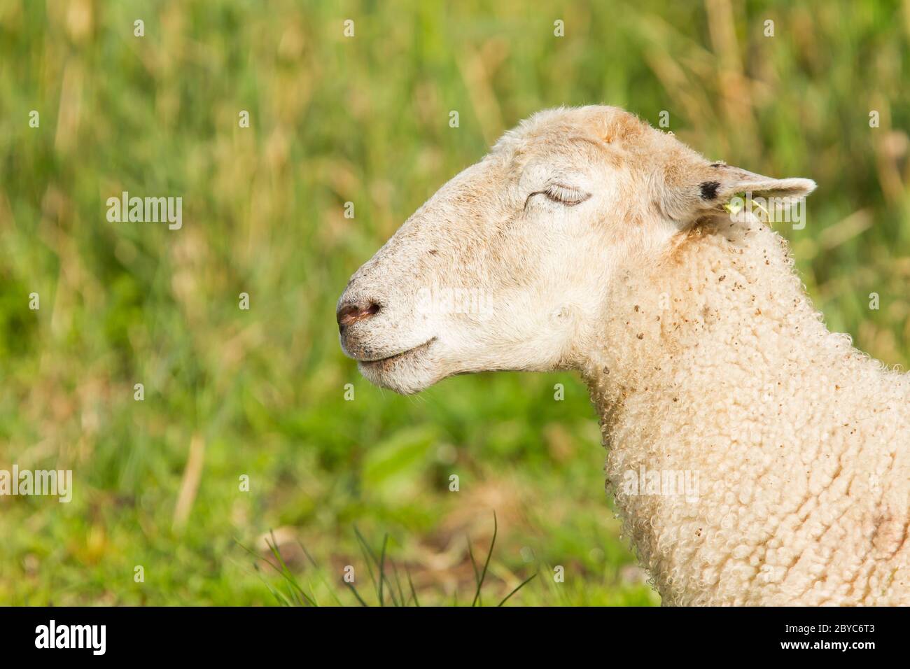 White sheep enjoying the sun Stock Photo - Alamy