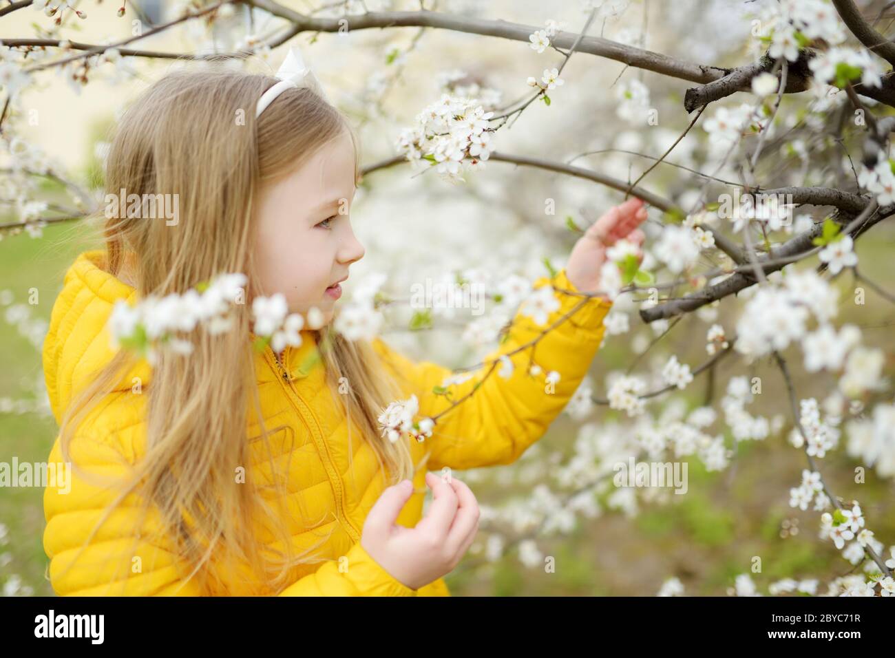 Adorable little girl in blooming apple tree garden on beautiful spring day. Cute child picking ...