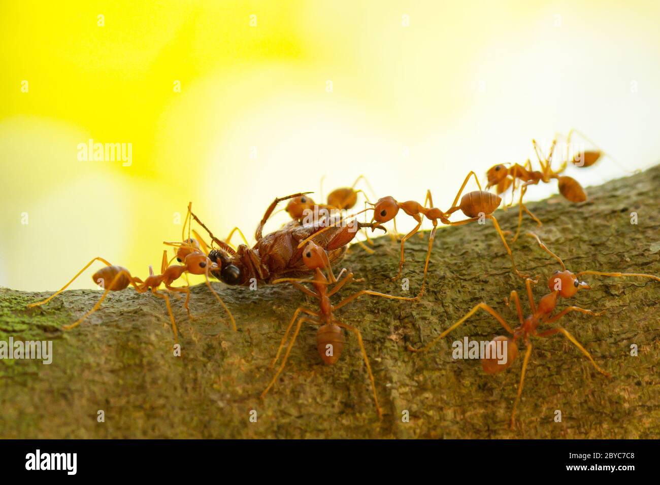 Ants in a tree carrying a death bug Stock Photo - Alamy
