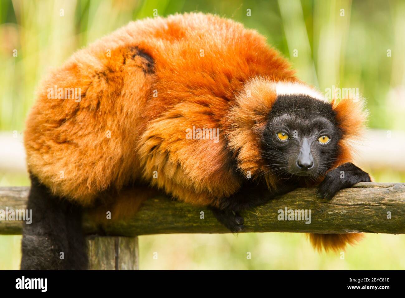 Red bellied monkey hi-res stock photography and images - Alamy