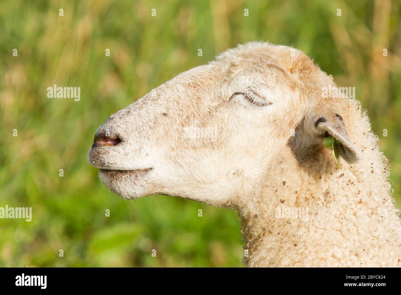 White sheep enjoying the sun Stock Photo - Alamy
