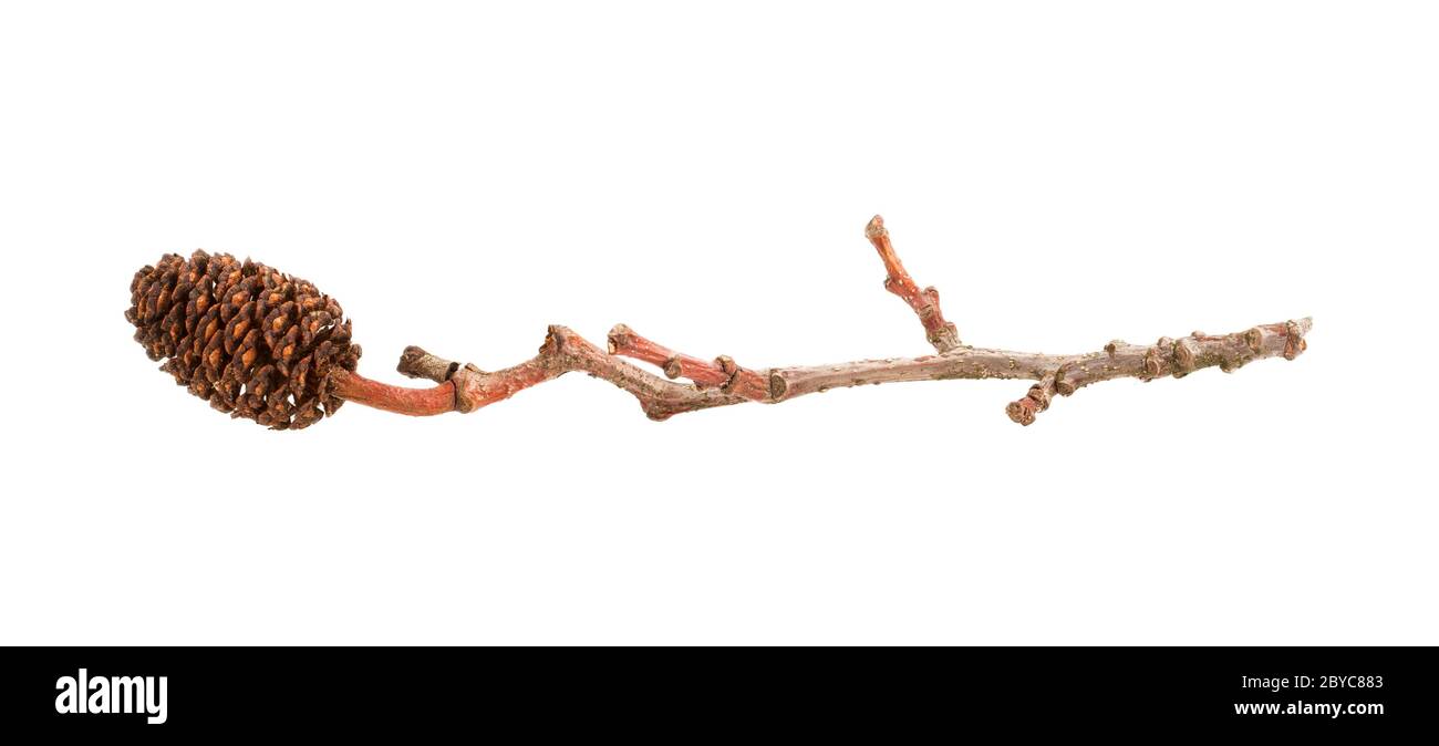 Sitka alder hi-res stock photography and images - Alamy