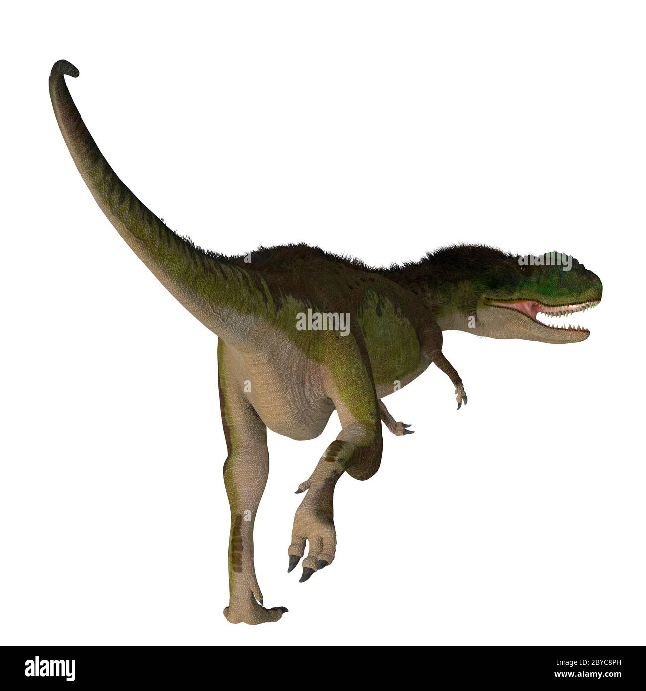 Rugops was a predatory feathered theropod dinosaur that lived in Africa ...