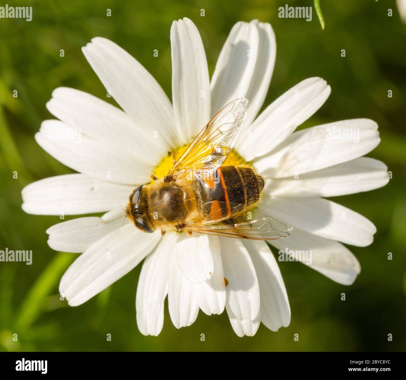 Fly drinking nectar on a wild white flower Stock Photo - Alamy