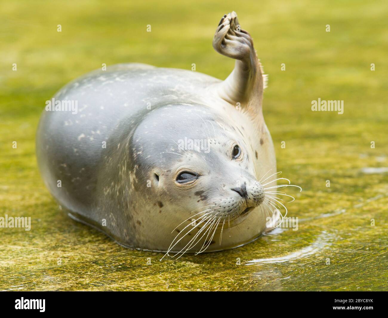 Common seal resting in the water Stock Photo - Alamy