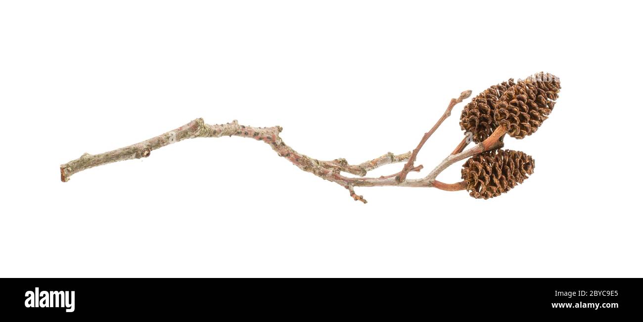Sitka alder hi-res stock photography and images - Alamy