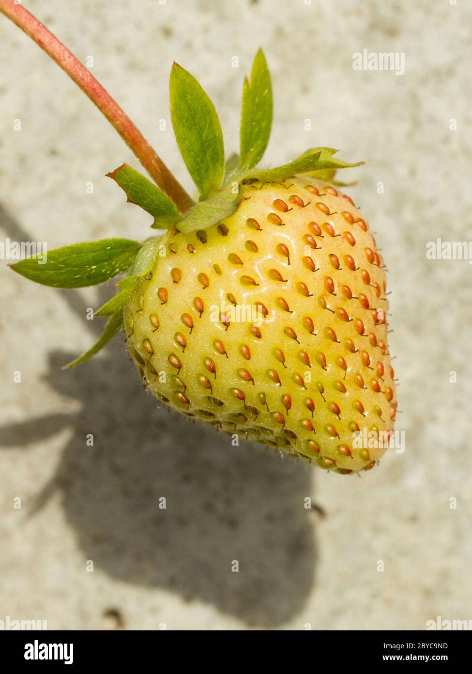 Unripe strawberry hi-res stock photography and images - Alamy