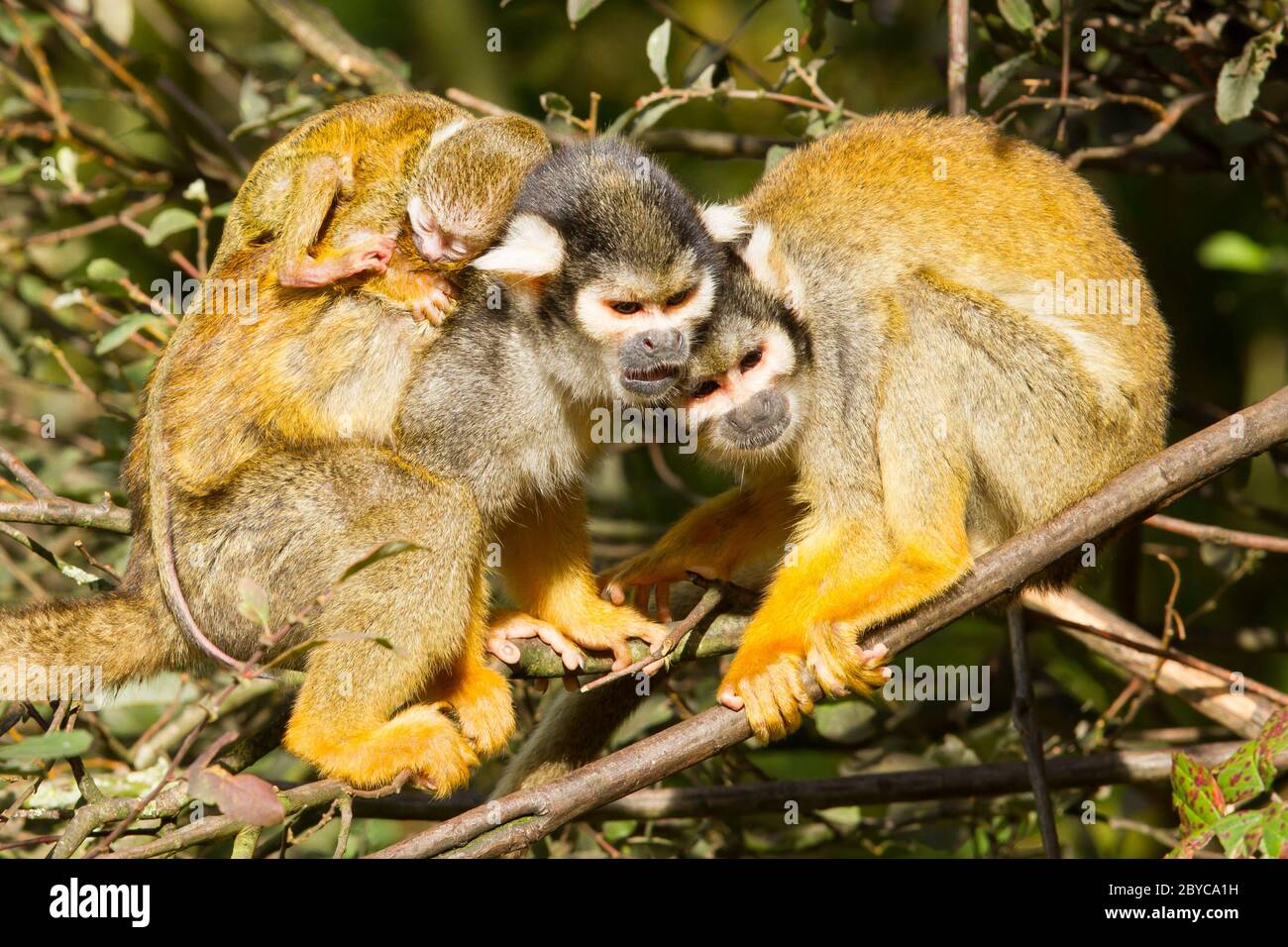 Young ape on the back of it's mother Stock Photo - Alamy