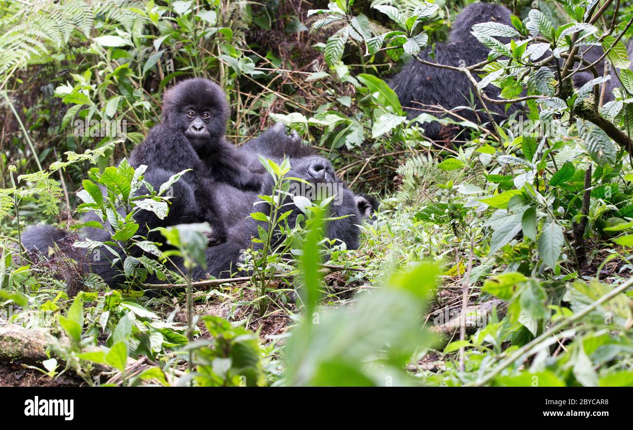 Baby gorillas playing hi-res stock photography and images - Alamy