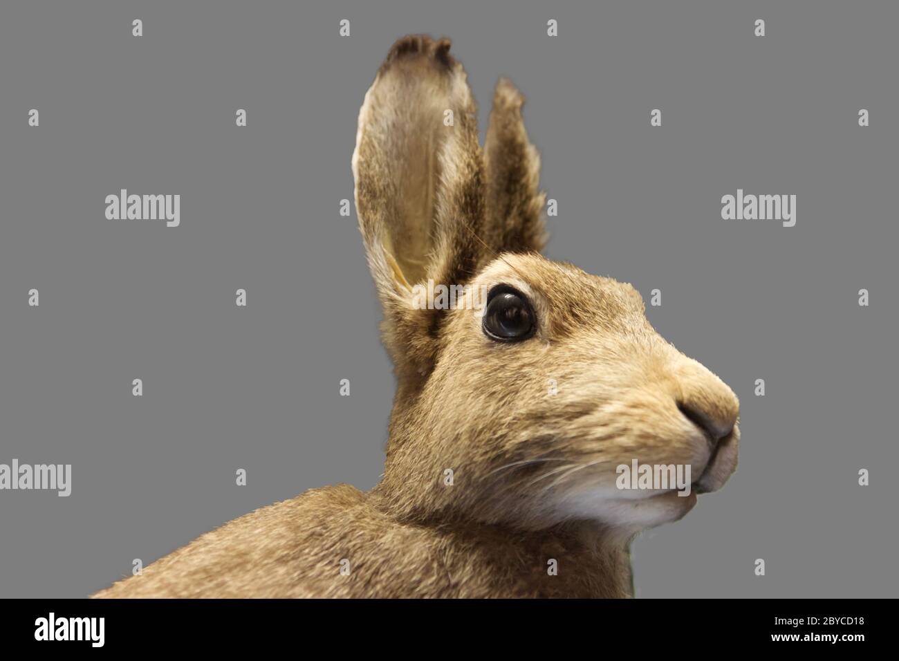 Close Up Brown Hare Lepus Europaeus High Resolution Stock Photography ...