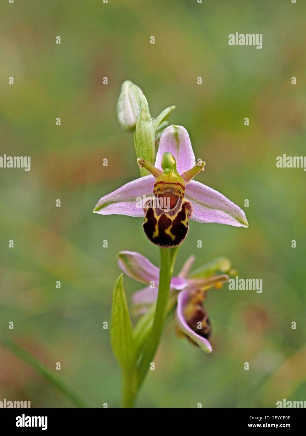 buds and 2 Bee Orchid flowers (Ophrys apifera) on spike at colony ...