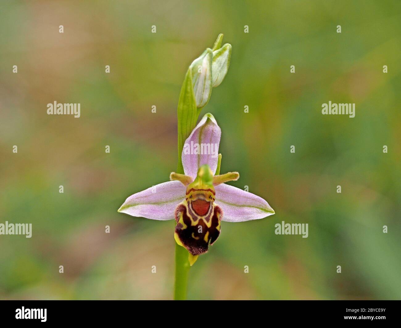 single flower of Bee Orchid (Ophrys apifera) with buds on flower spike ...