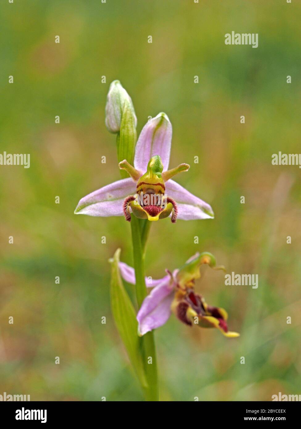 two flowers of Bee Orchid (Ophrys apifera) on flower spike with bud ...