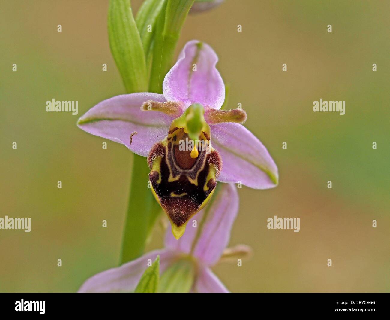 Orchid pollination mimic hi-res stock photography and images - Alamy
