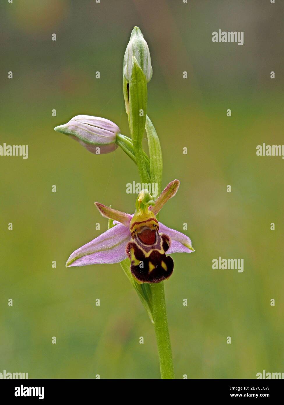 single flower of Bee Orchid (Ophrys apifera) with buds on flower spike ...
