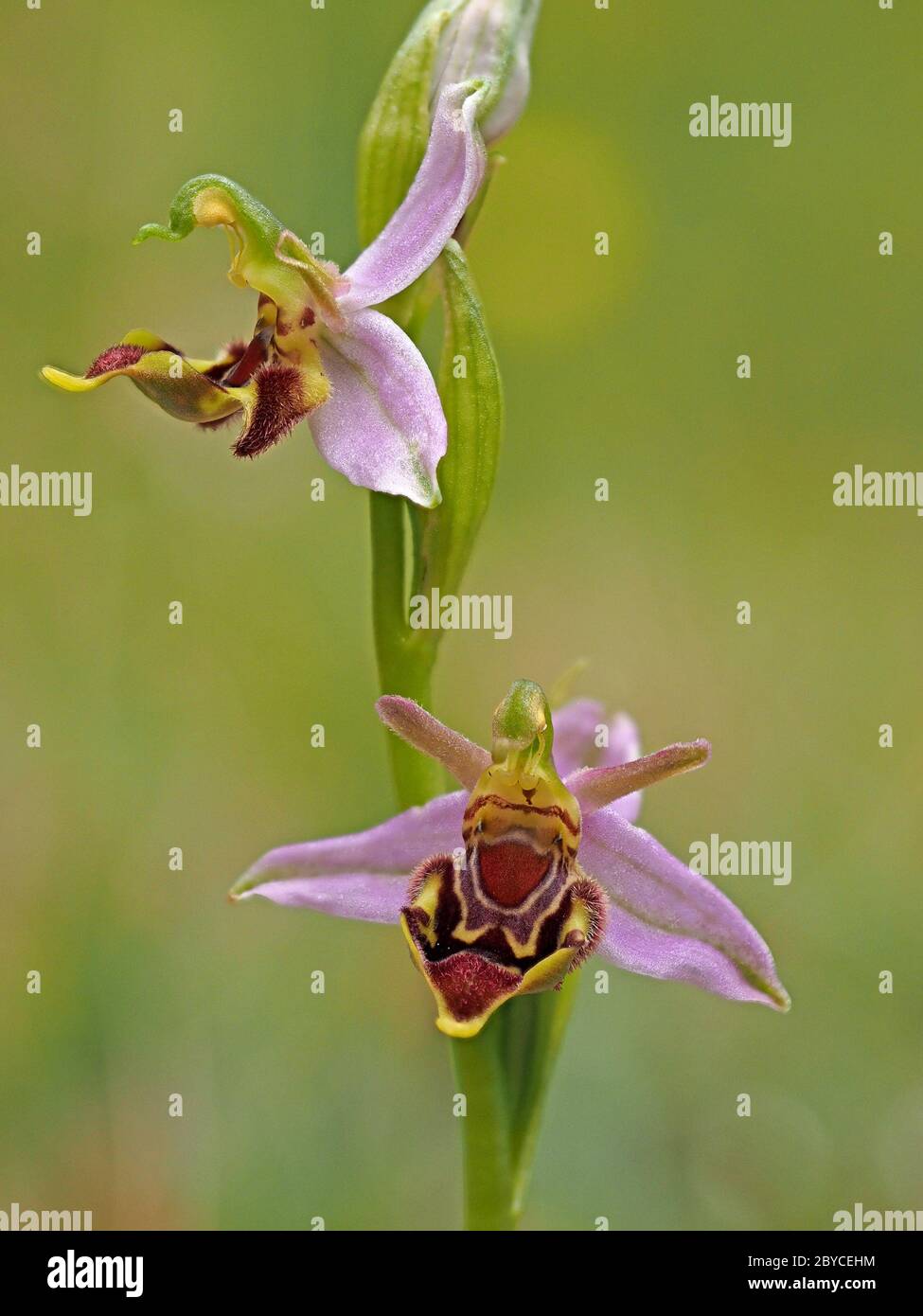 two flowers of Bee Orchid (Ophrys apifera) showing variant patterns ...