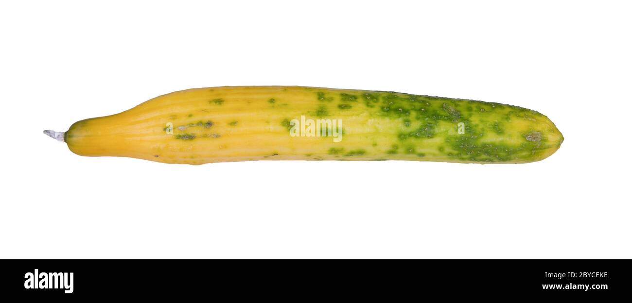 Cucumber turning yellow Stock Photo - Alamy