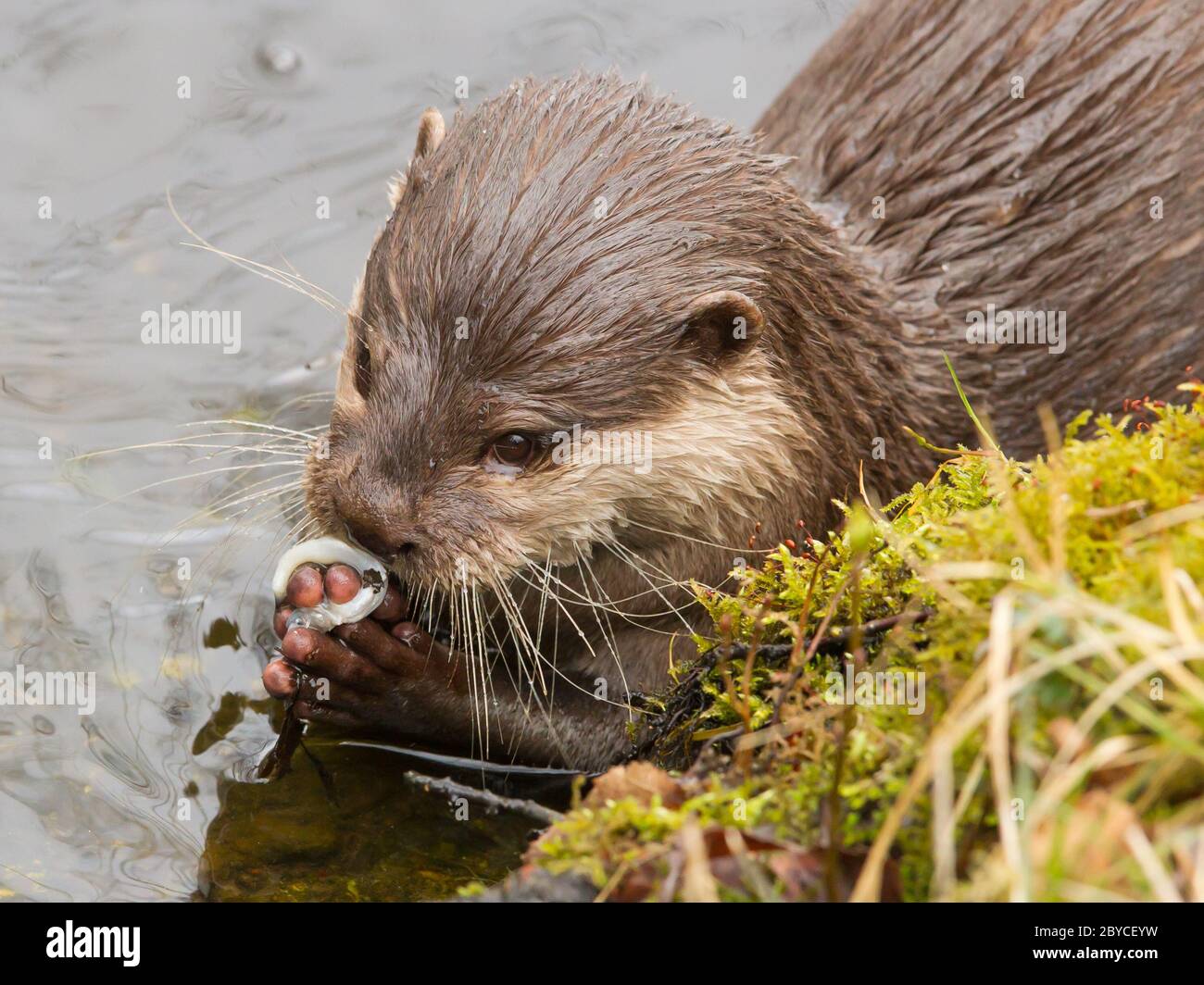 Eurasian otter underwater hi-res stock photography and images - Alamy