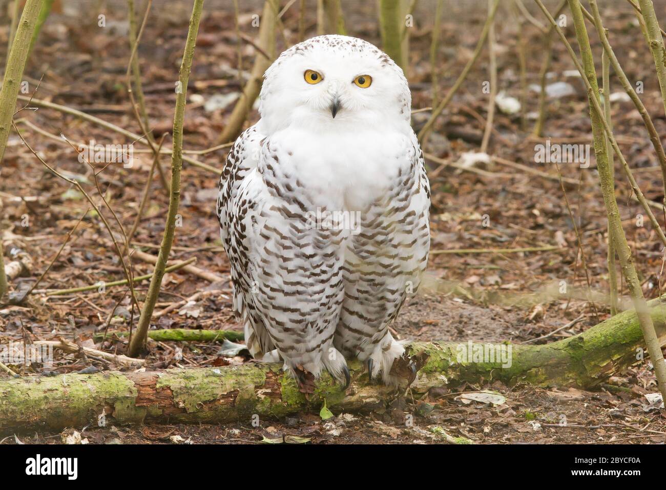 Snow owl with large claws Stock Photo - Alamy