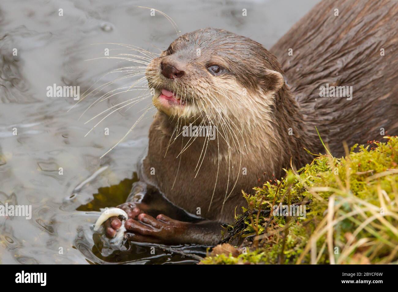 Eurasian otter underwater hi-res stock photography and images - Alamy