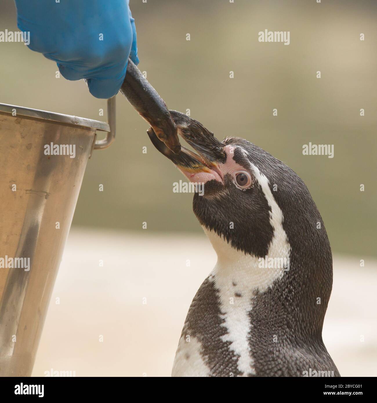 Penguin is eating a large fish Stock Photo - Alamy