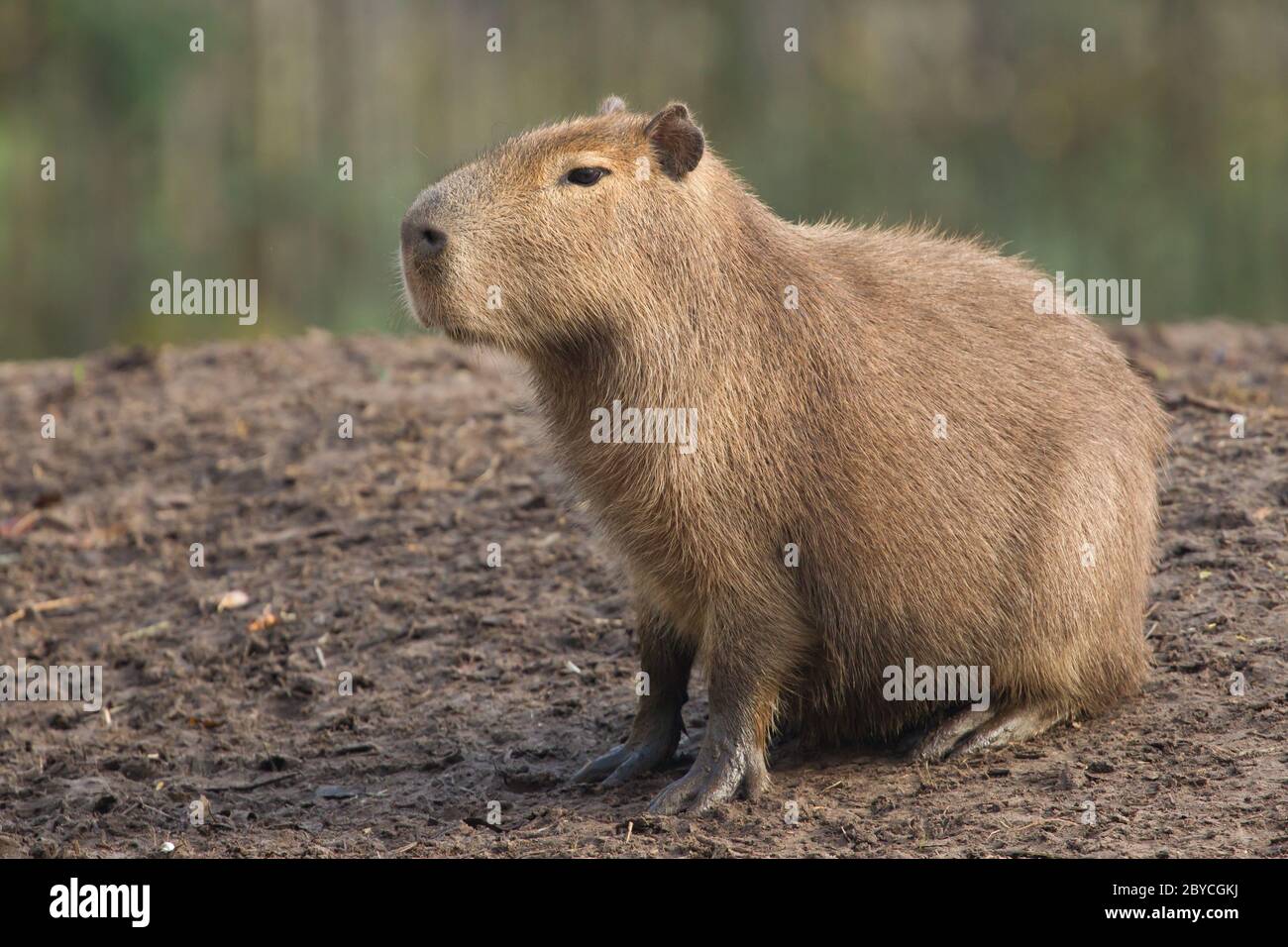 Capybara (Hydrochoerus hydrochaeris) resting Stock Photo - Alamy
