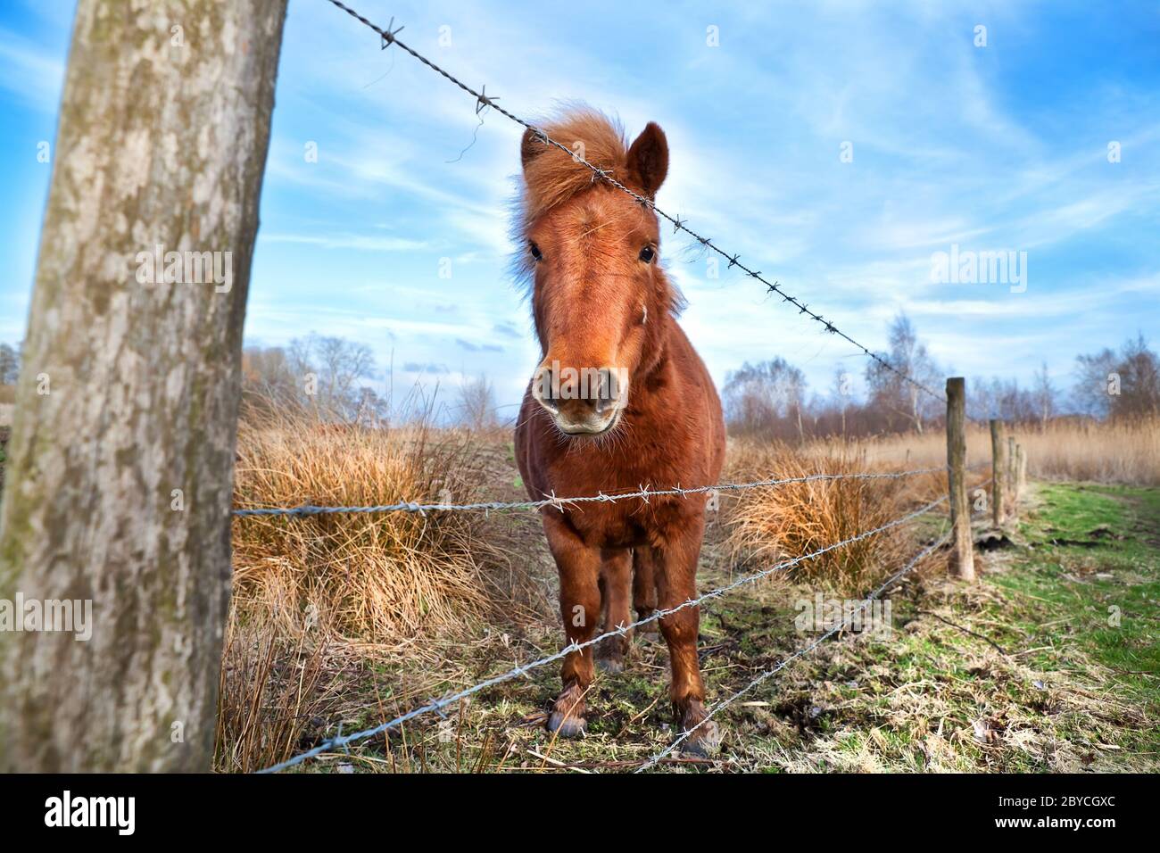 cute pony outdoors on closed pasture Stock Photo - Alamy