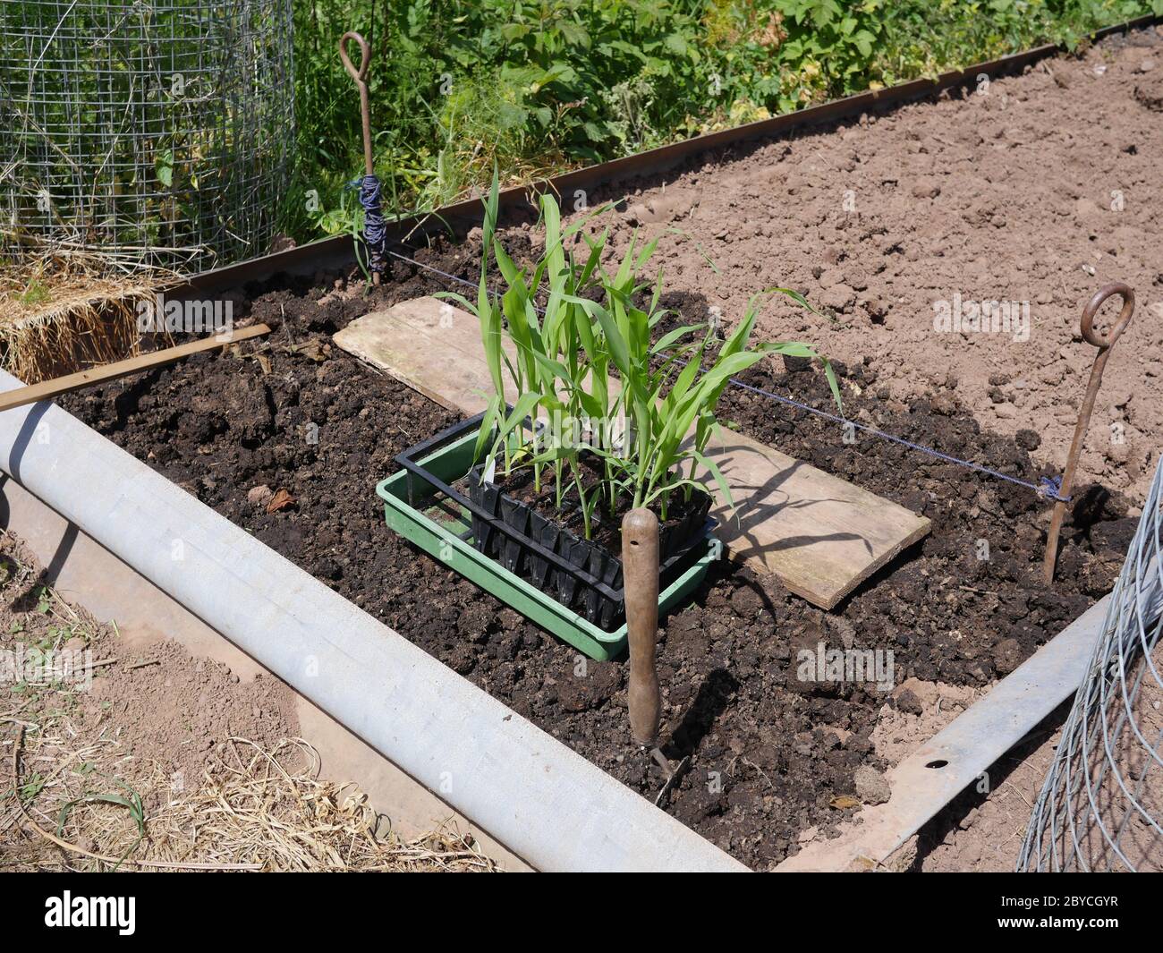 Sweetcorn Lark grown in root trainers Stock Photo - Alamy