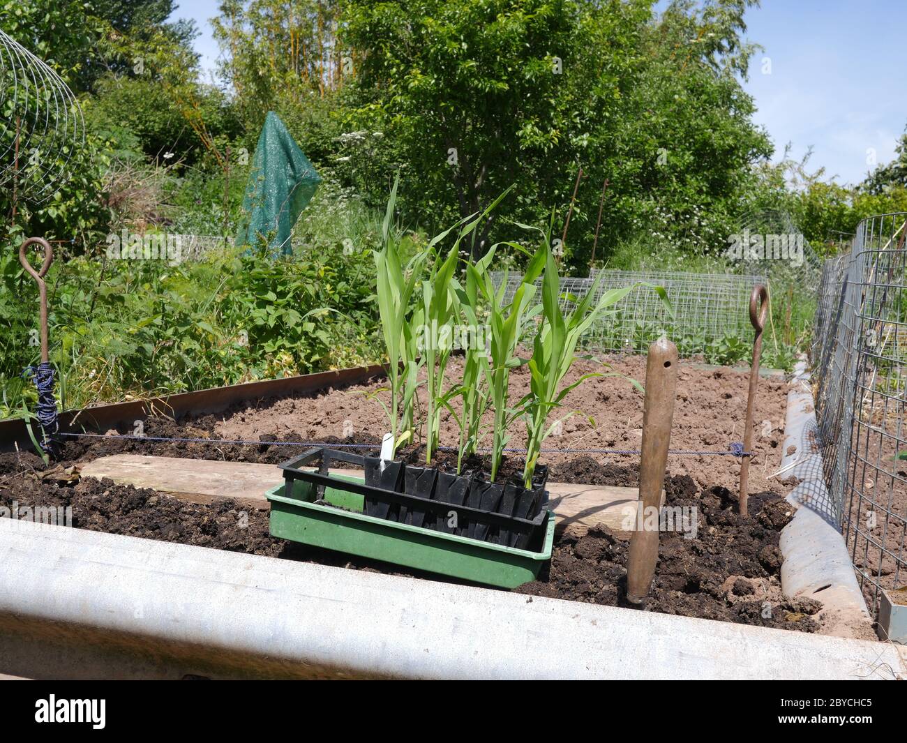 Sweetcorn Lark grown in root trainers Stock Photo - Alamy