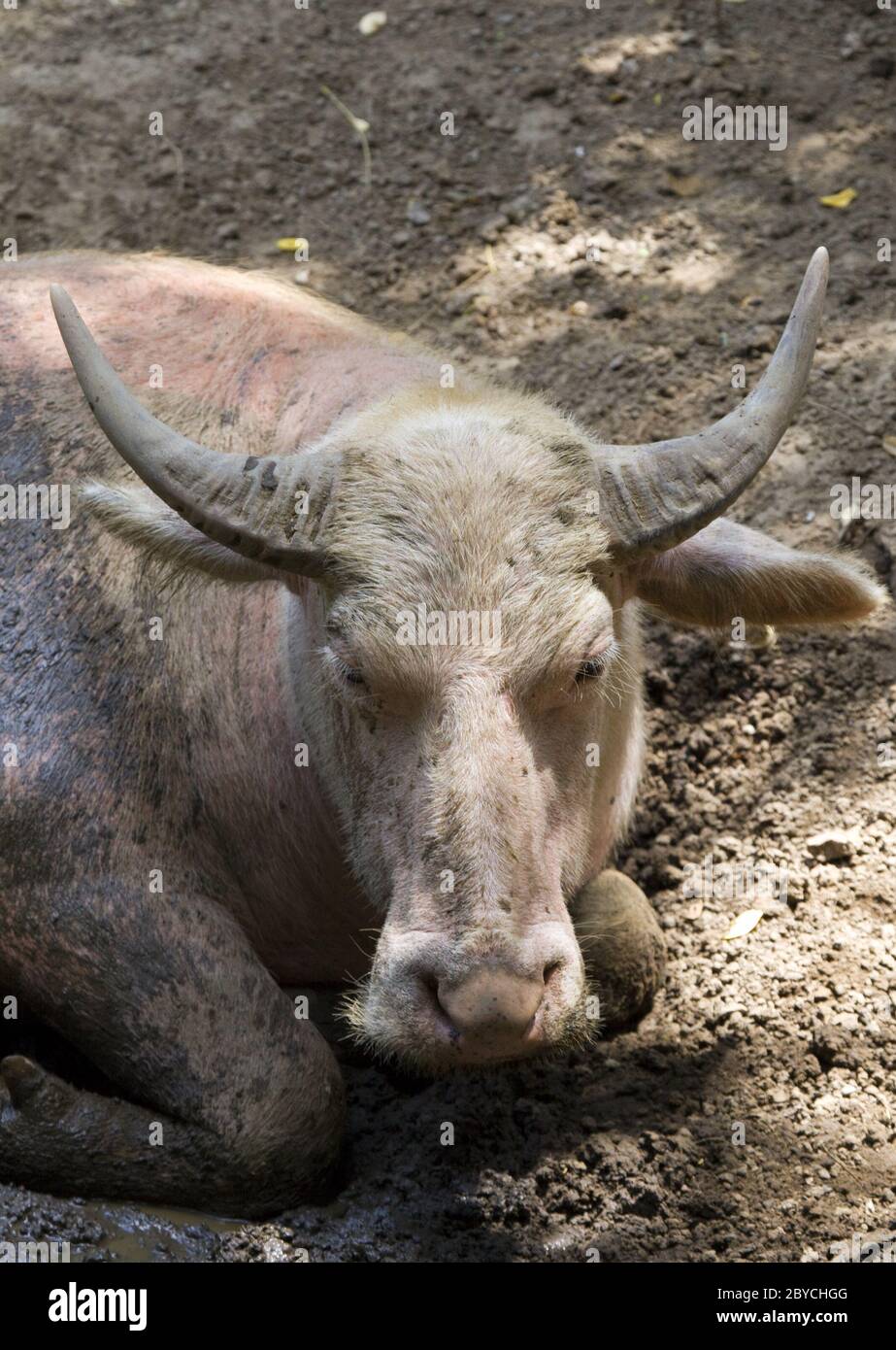 Buffalo lays on the ground Stock Photo - Alamy