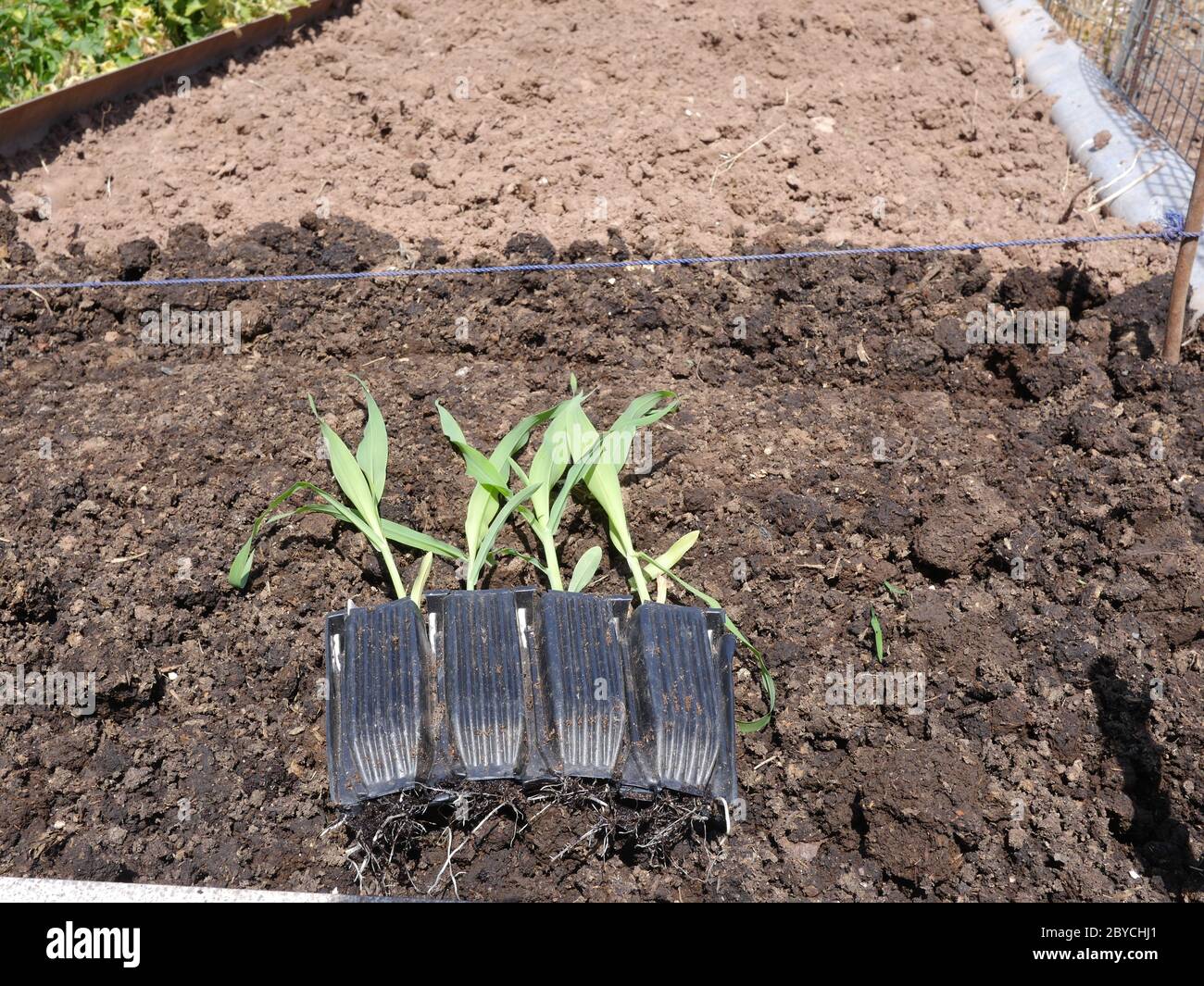 Planting sweetcorn plants hi-res stock photography and images - Alamy