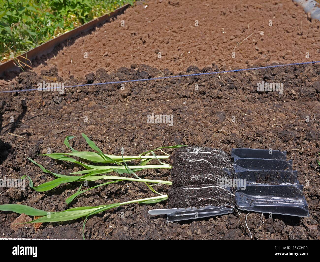 Sweetcorn Lark grown in root trainers Stock Photo - Alamy