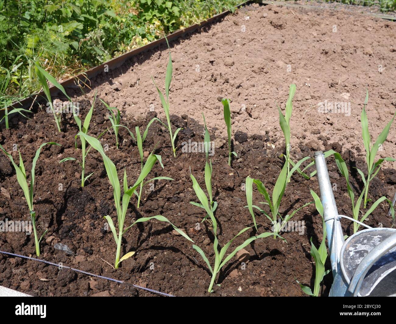 Sweetcorn Lark planted in a block in vegetable garden Stock Photo - Alamy