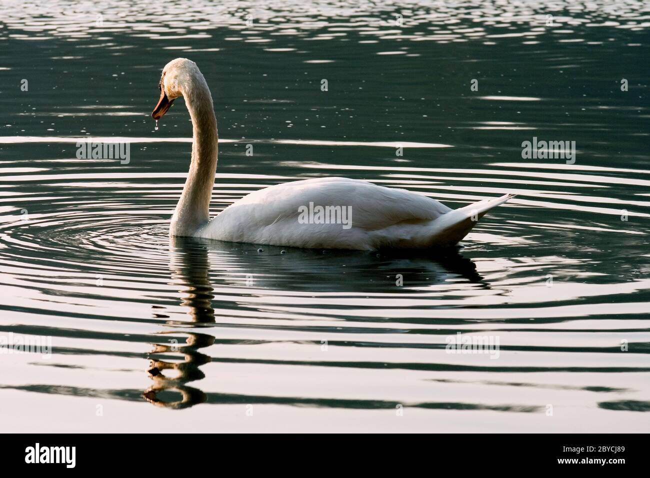italy green side swan Stock Photo - Alamy