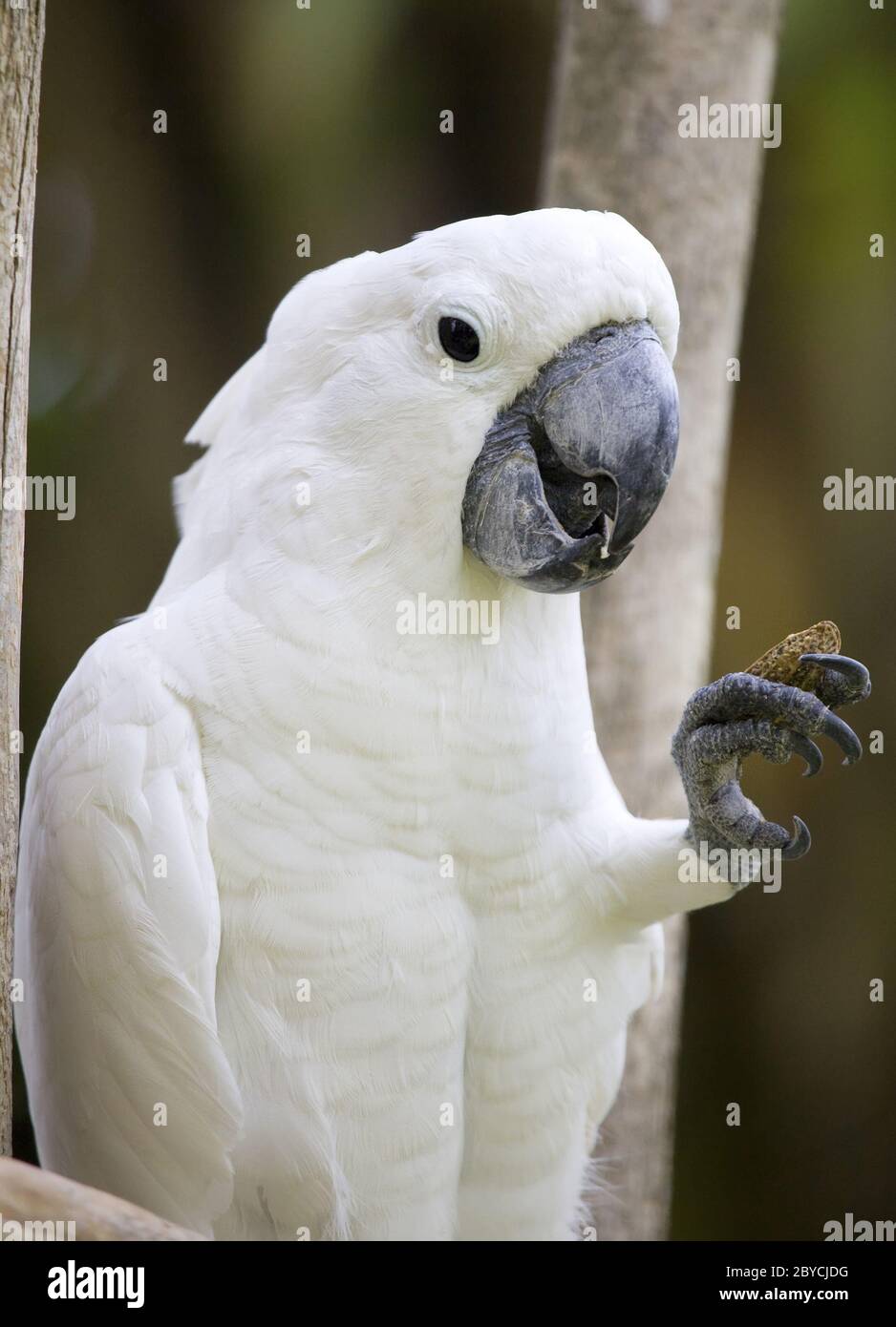 Beautiful parrot Stock Photo - Alamy