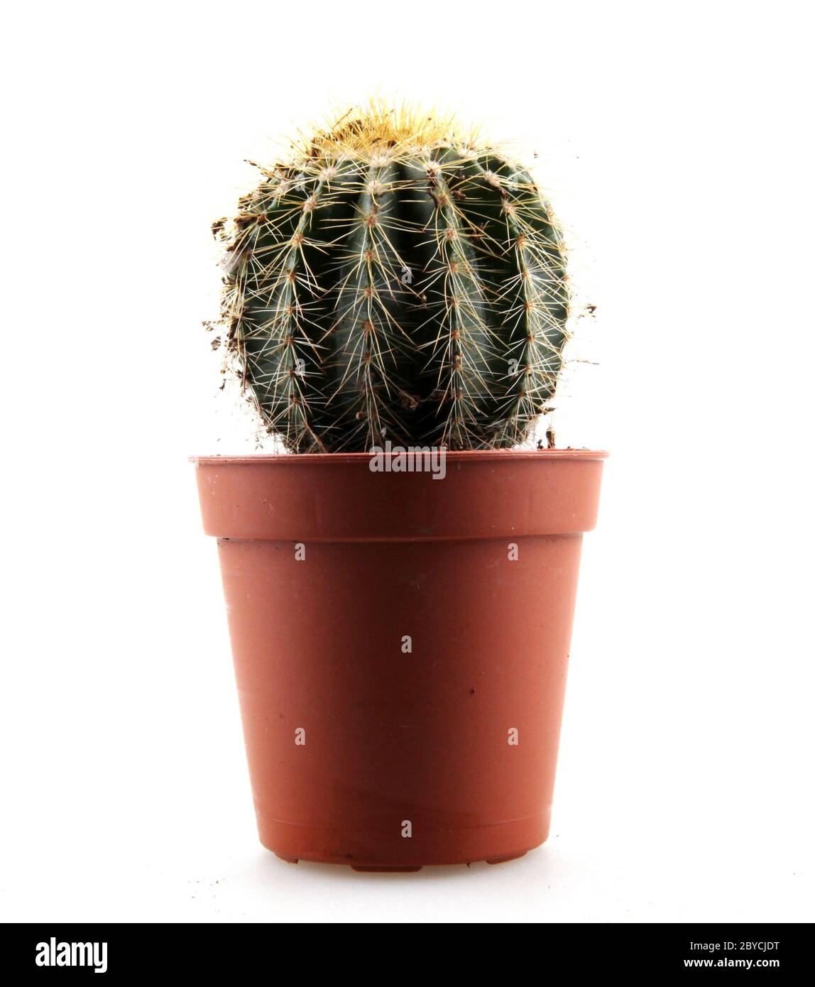 cactus isolated on white background Stock Photo - Alamy