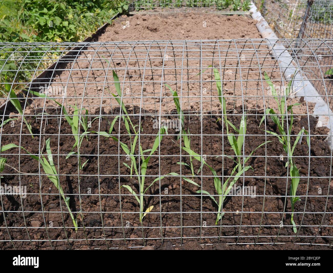 Planted in a block hi-res stock photography and images - Alamy