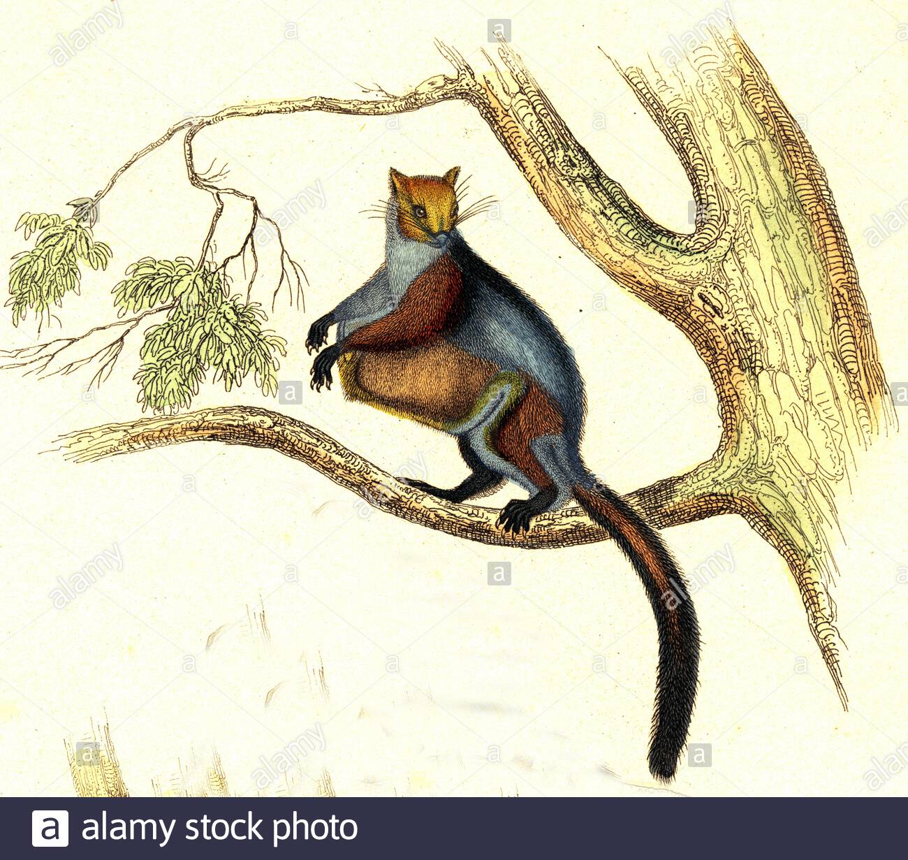 Malabar Giant Squirrel High Resolution Stock Photography and Images - Alamy