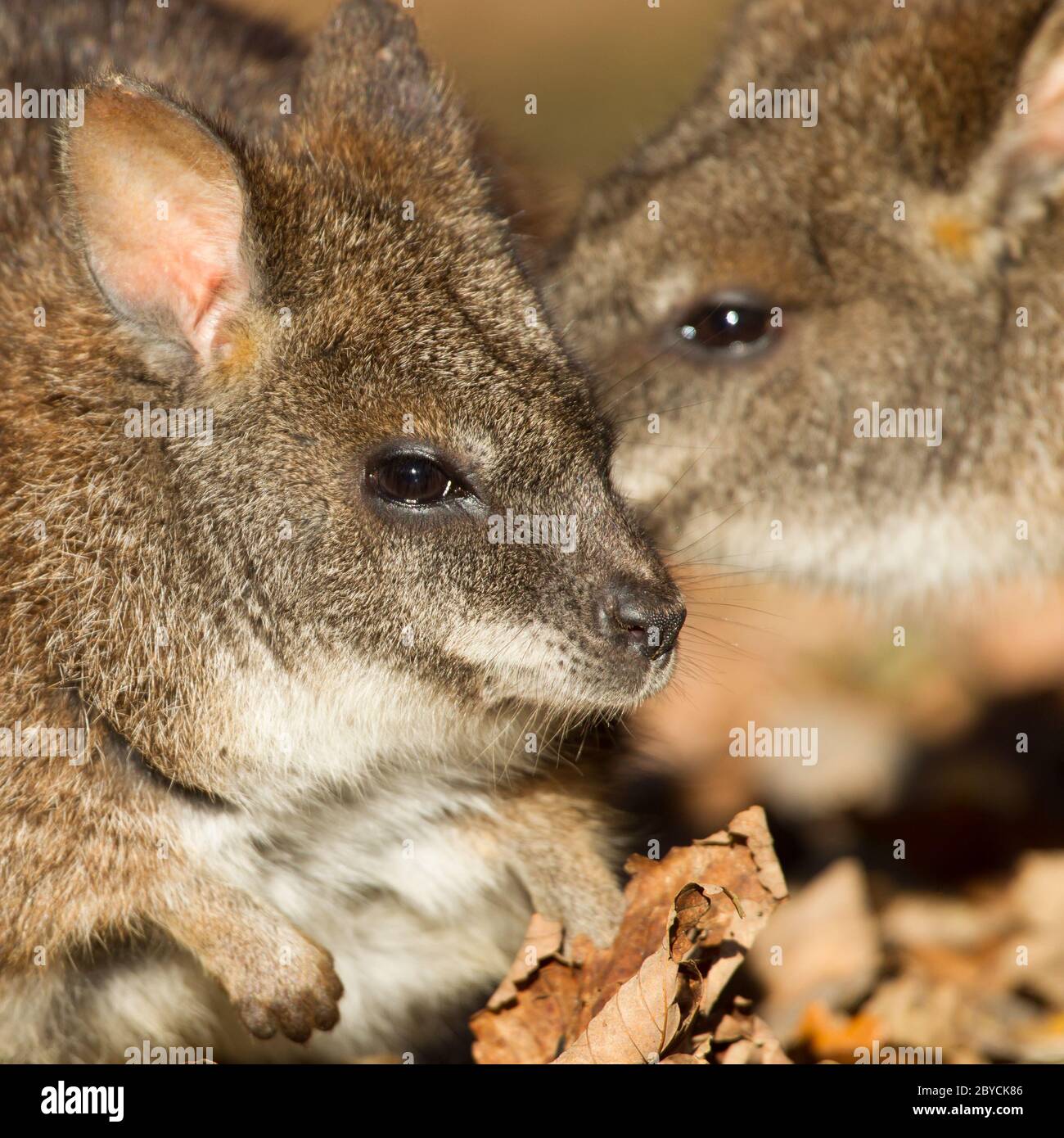 Parma wallaby hi-res stock photography and images - Alamy