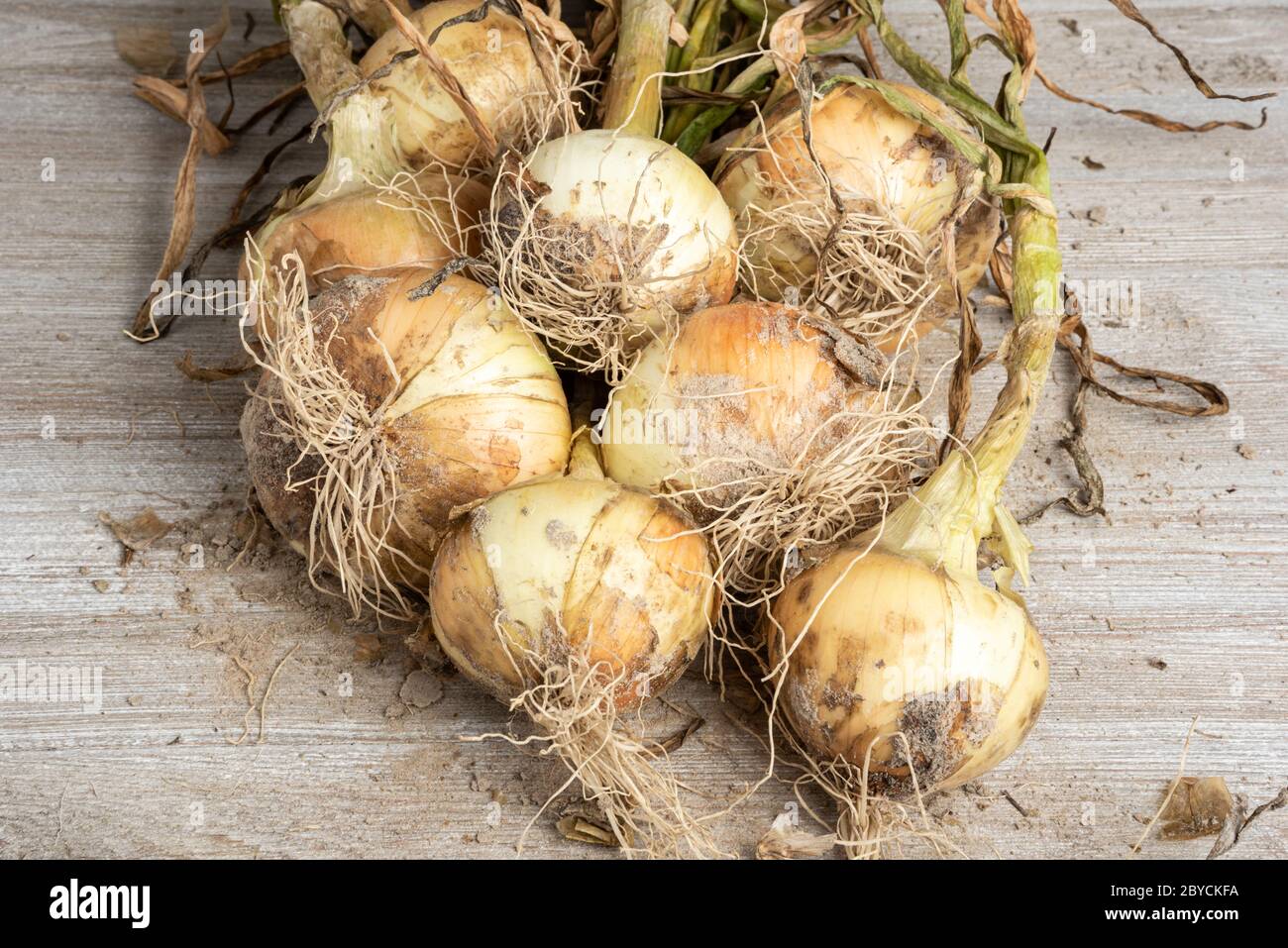 An unearthed harvest of sweet white onions with green stalks, roots ...