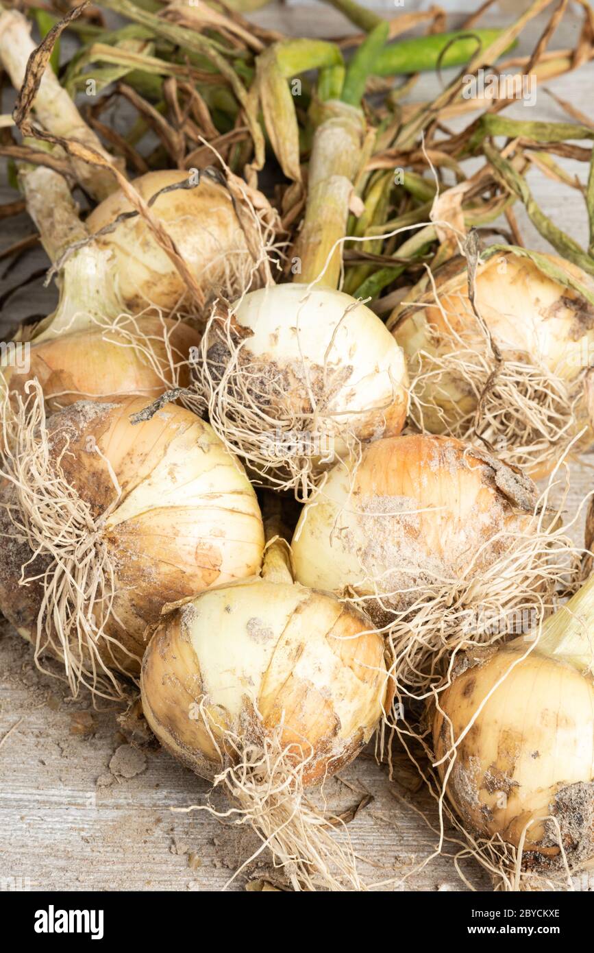 An unearthed harvest of sweet white onions with green stalks, roots ...
