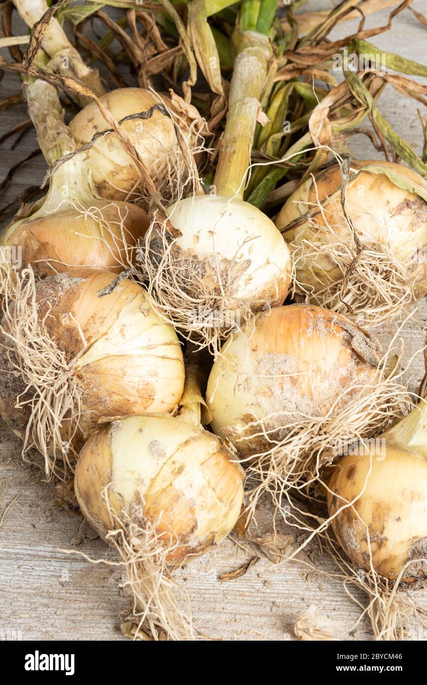 An unearthed harvest of sweet white onions with green stalks, roots ...