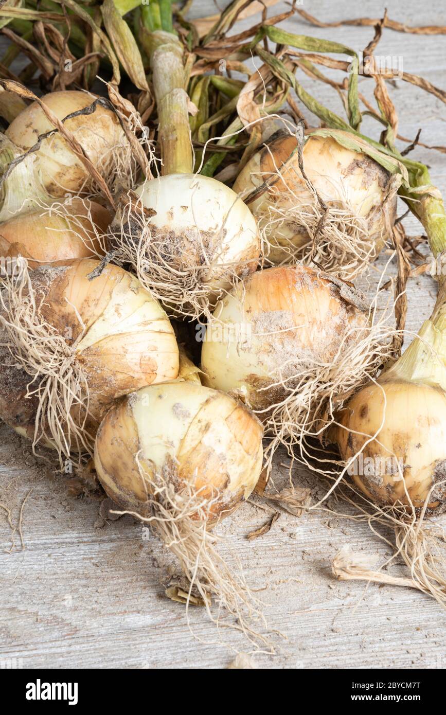 An unearthed harvest of sweet white onions with green stalks, roots ...