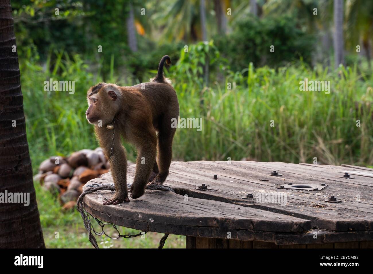 Chained monkey with a bell on a neck on a farm Stock Photo - Alamy