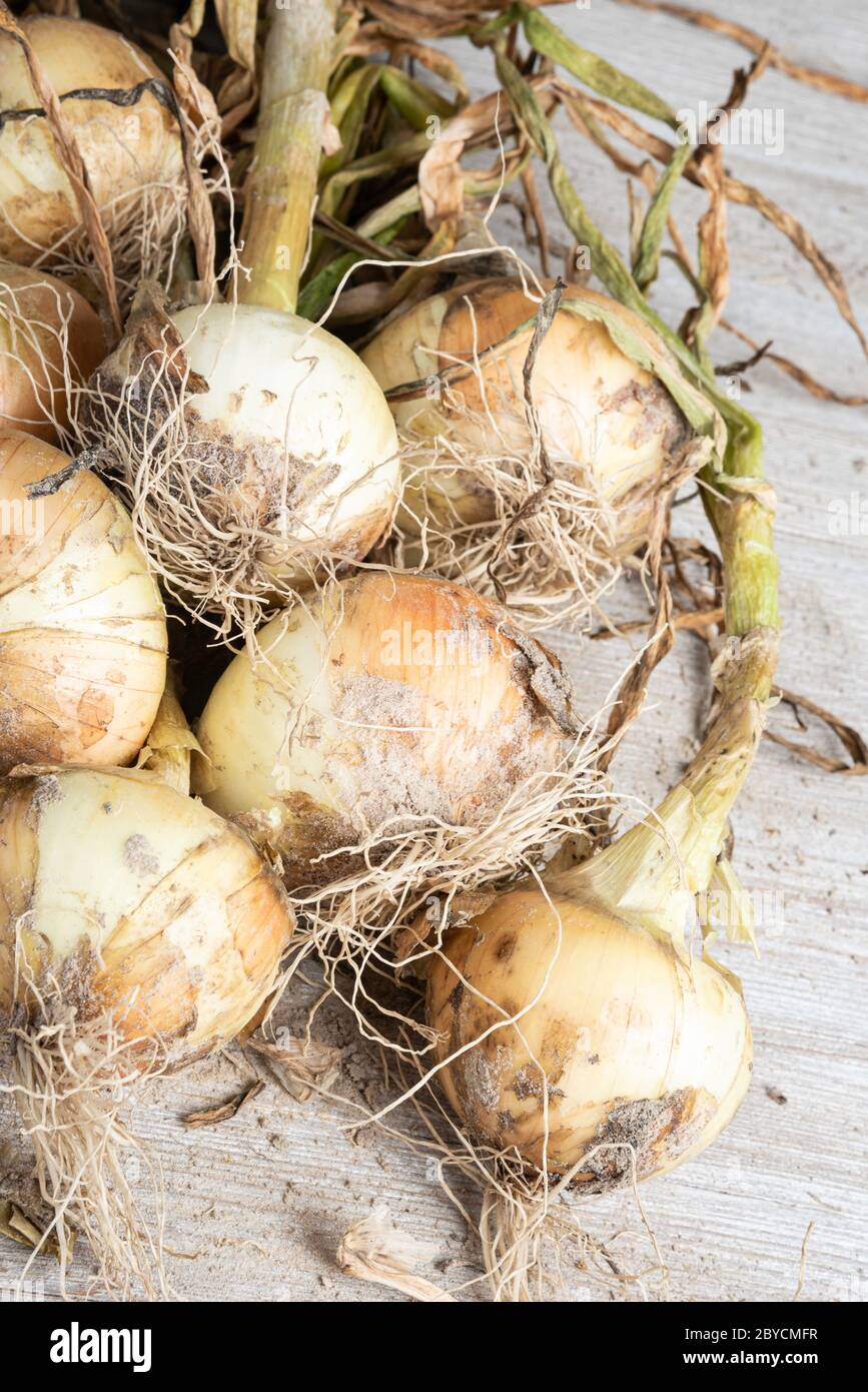 An unearthed harvest of sweet white onions with green stalks, roots ...