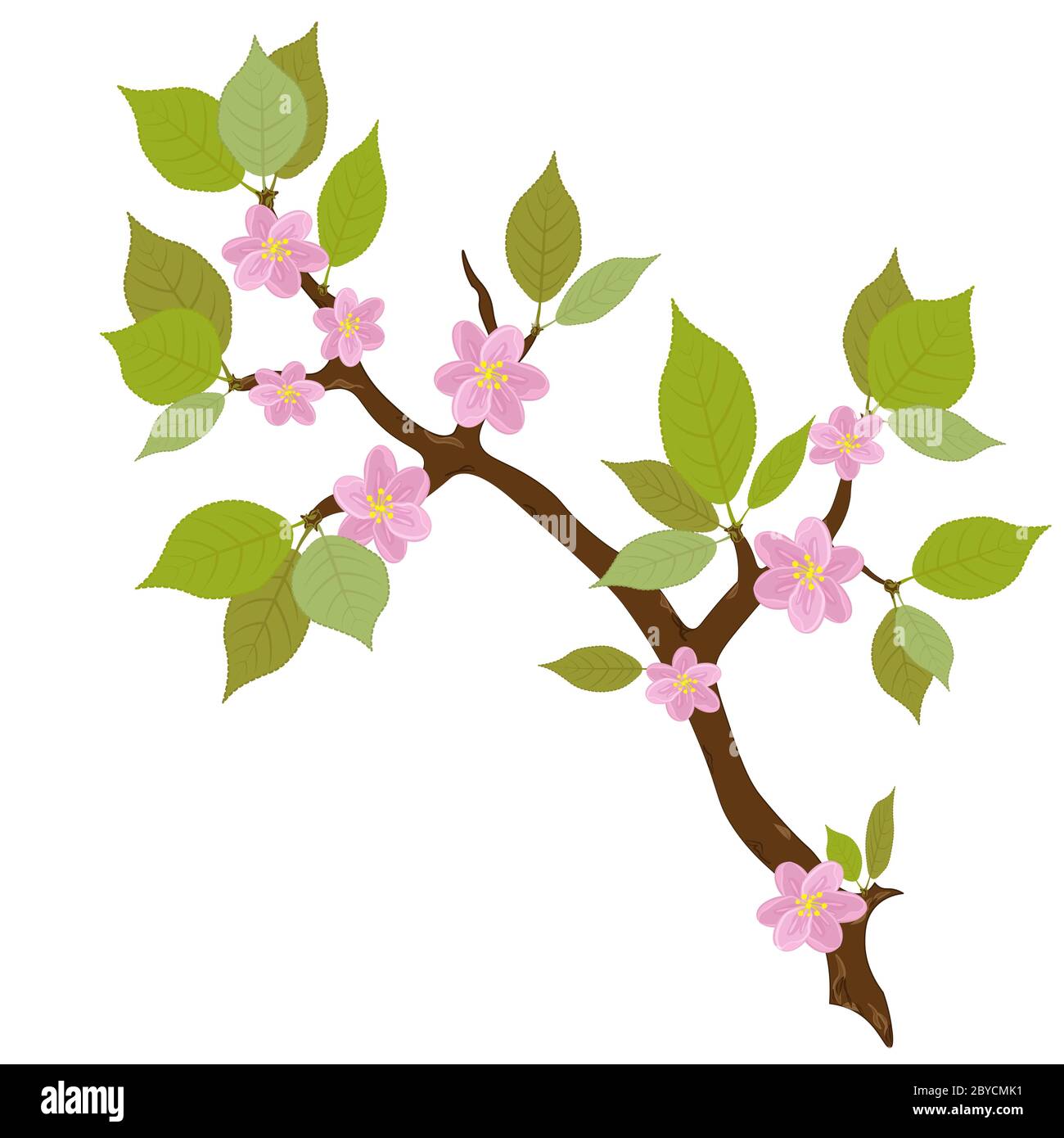 Branch white plum flowers Stock Vector Images - Alamy