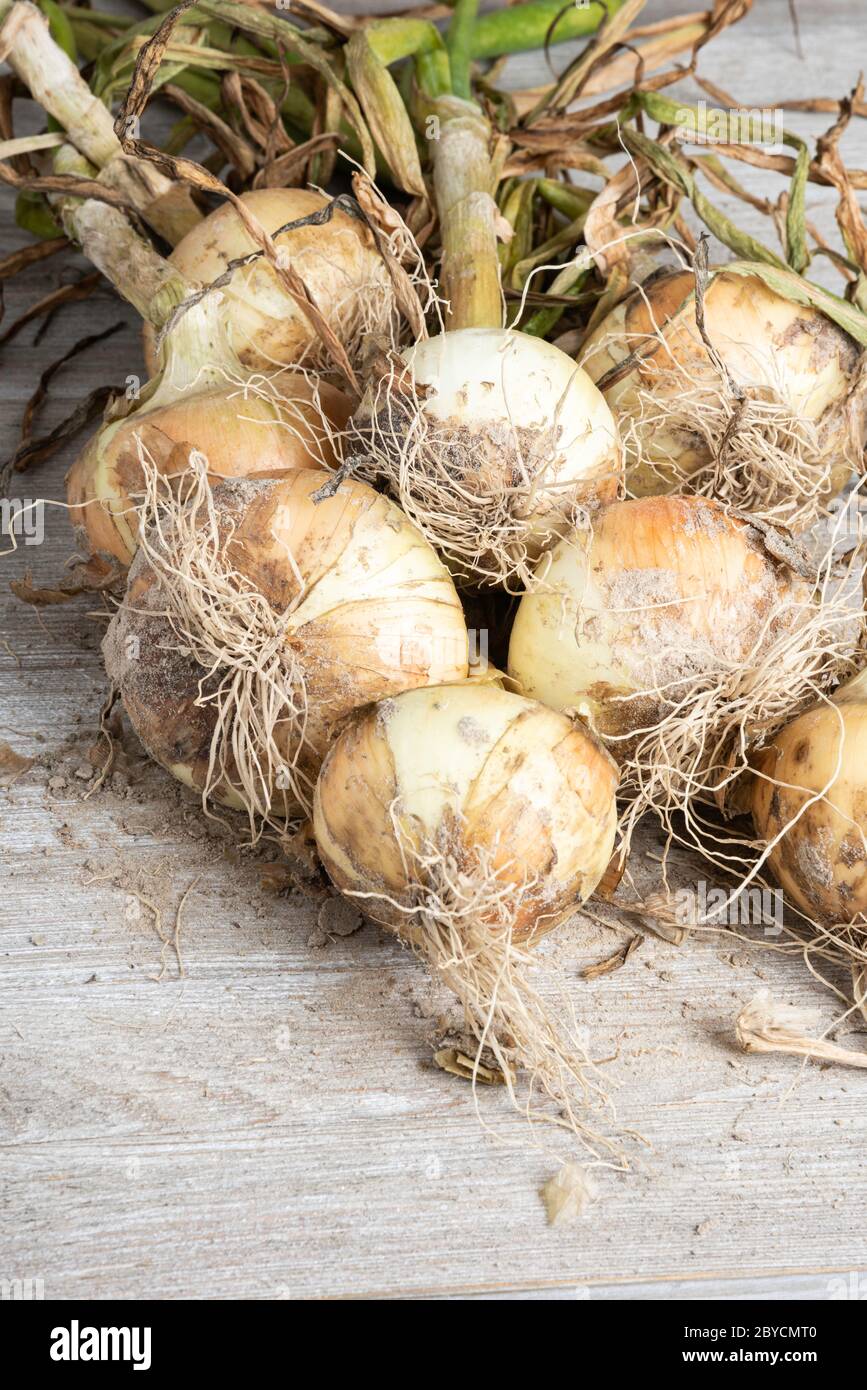 An unearthed harvest of sweet white onions with green stalks, roots ...
