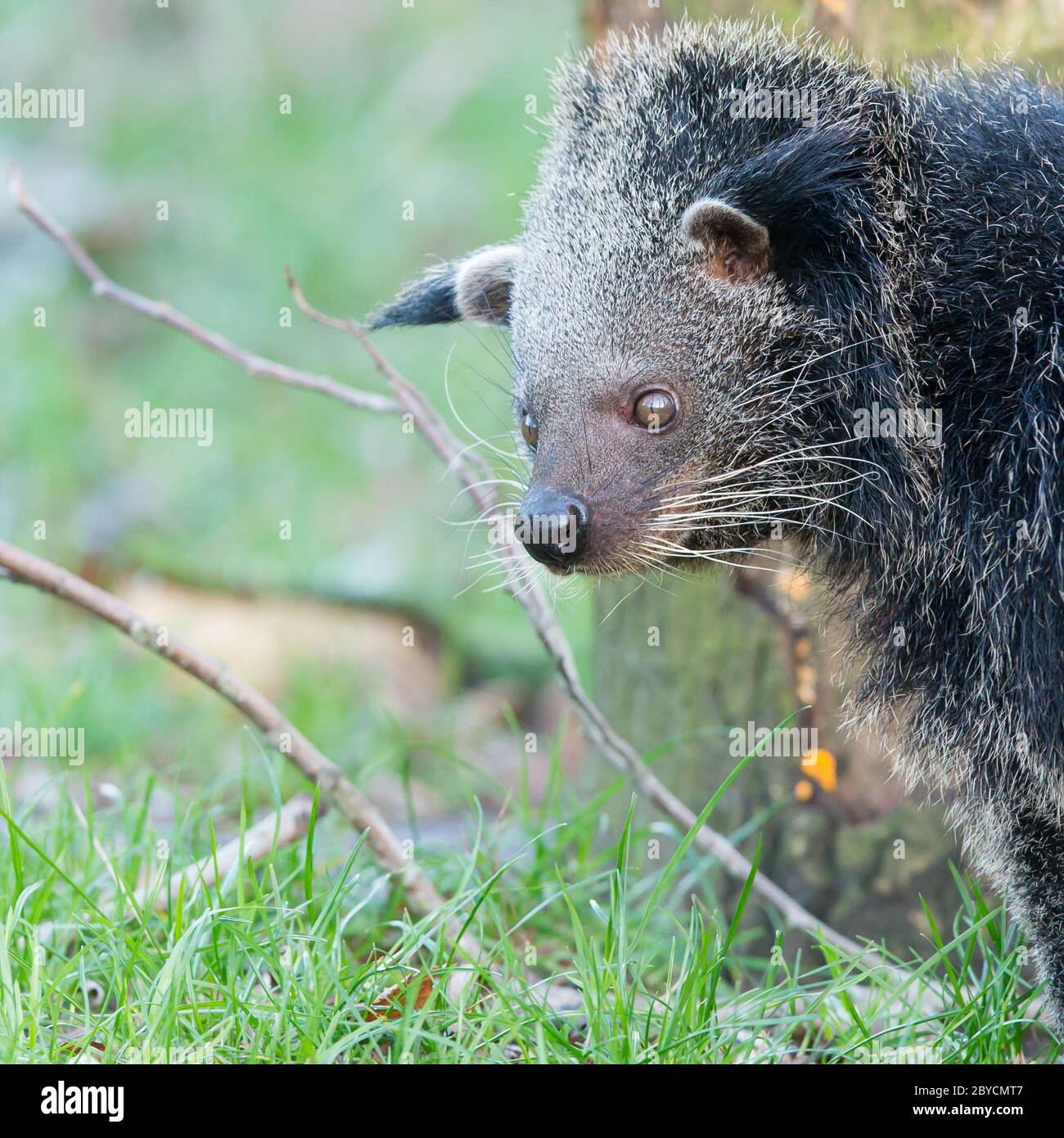 Close-up of a Binturong (Arctictis binturong Stock Photo - Alamy