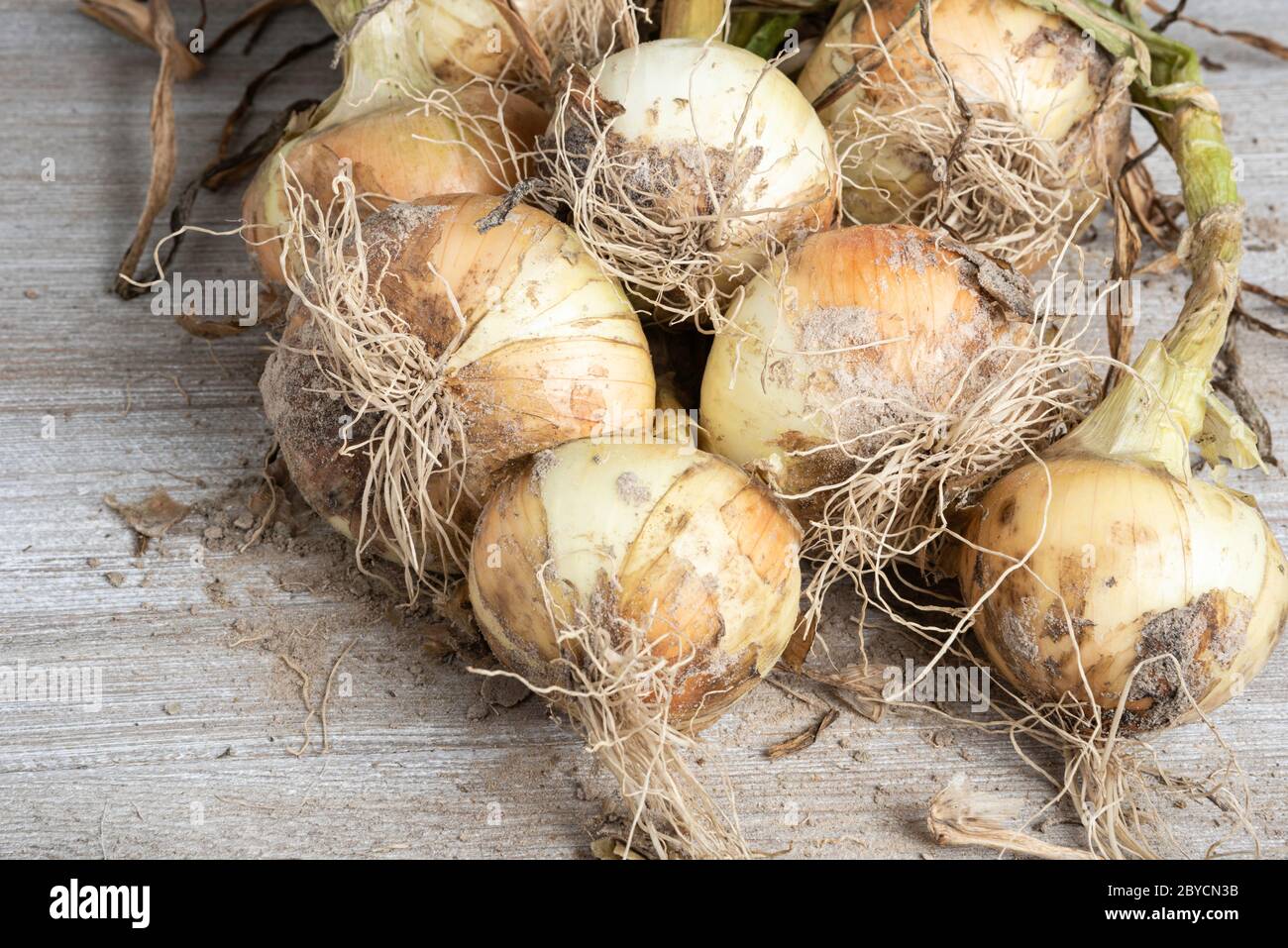 An unearthed harvest of sweet white onions with green stalks, roots ...